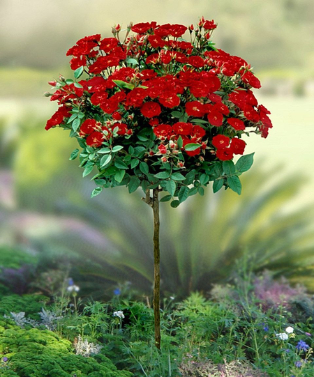 Shtamp atirguli shohona gul