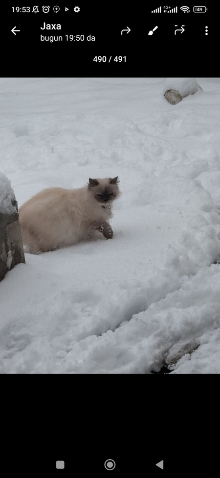 Mushuk yoʻqoldi ismi COCO,,zoti Persian