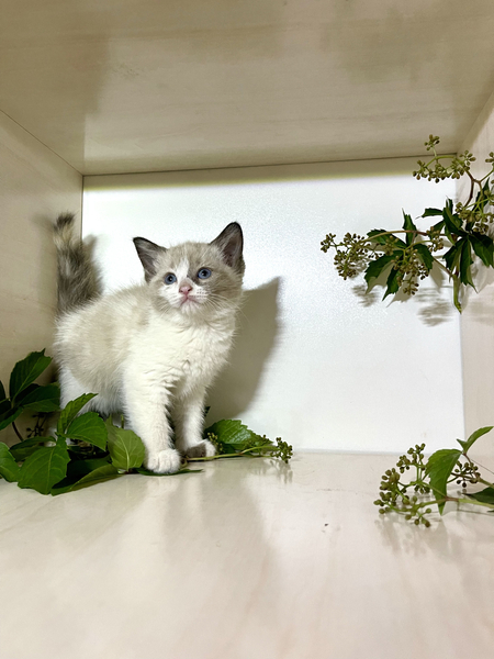 Скоттиш страйт мушукчалар