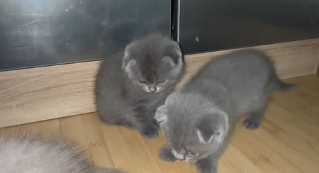 Вислоухие котята