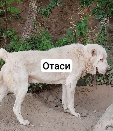 Алабай кучуклар сотилади
