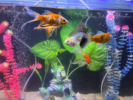 Akvarium hamma narsasi bilan