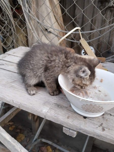 Продаются котята! Проглистованы ,приучены к лоточек,кушают всё.