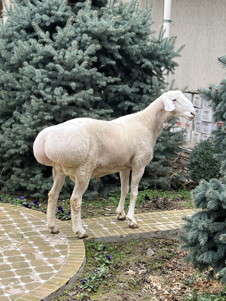Oq qochqorla sotuvda zoti toza pokiza boqildan