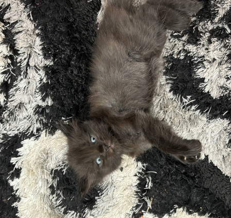 Скоттиш страйт