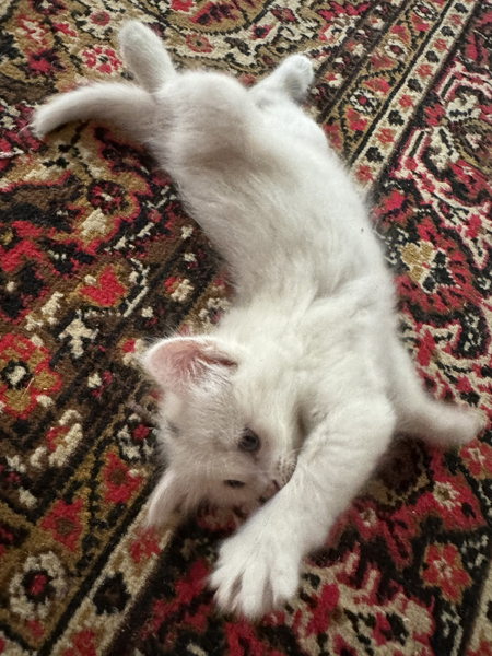 Кошка 1,5 мес