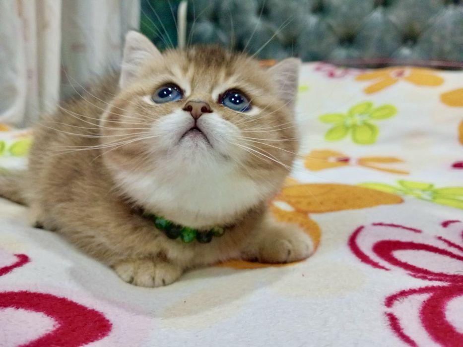 Шотланский Скоттиш Фолд!