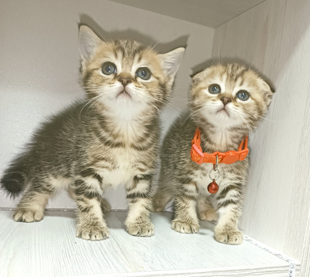 Продаются Шотландские котята