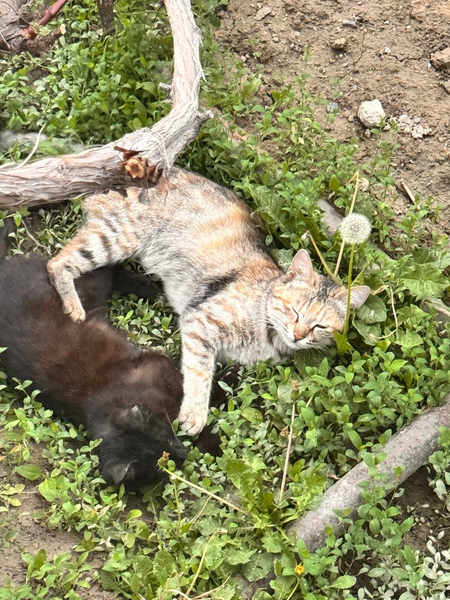 Котята даром в добрые руки