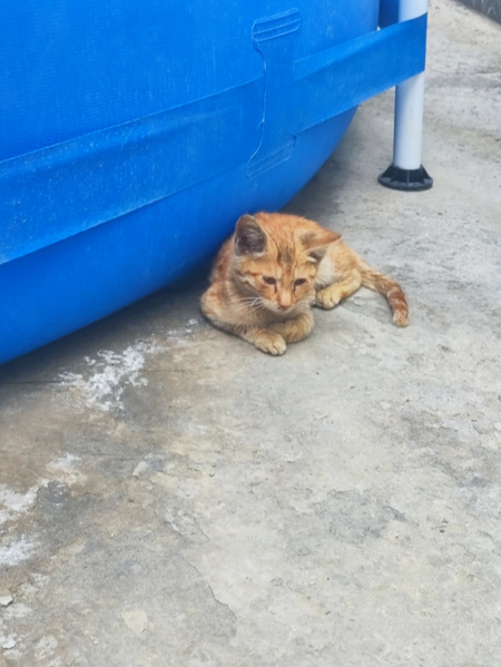 Трое котят даром
