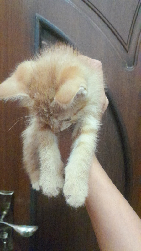 Котенок 2 месяца мальчик