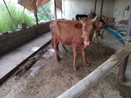 Gʻunojinlar  sotiladi sogʻlom yeb ichishi zo'r uyni moli