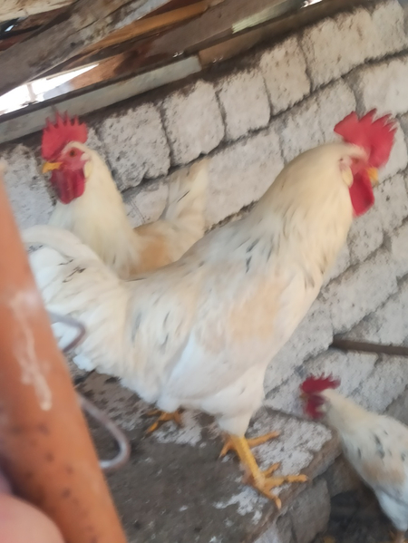Xoroz sotladi 2 ta