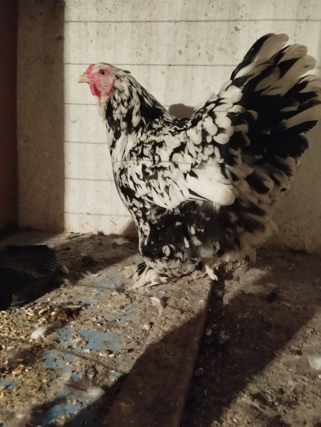 Miramir brama sotiladi