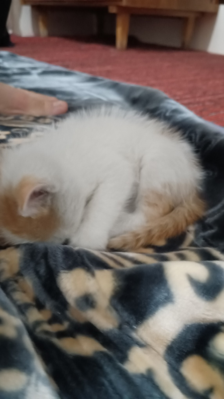 Hadya/Kichkina shirin mushuk bolasi