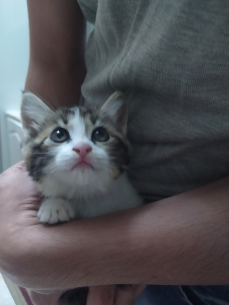 Домашние котята . Отдам домашнего котенка в добрые руки.