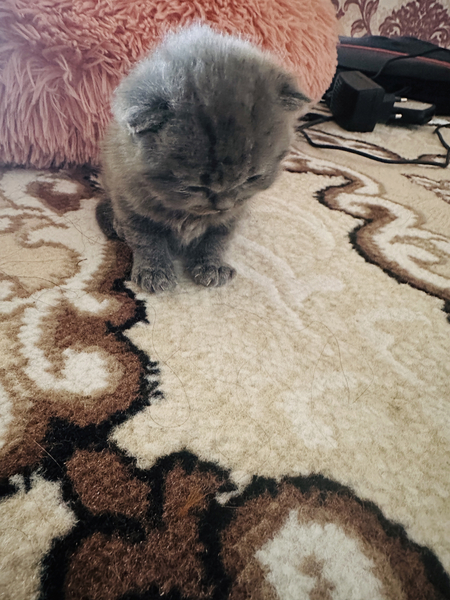 Скоттиш Фольд