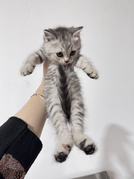 Котенок скоттиш и страйт микс