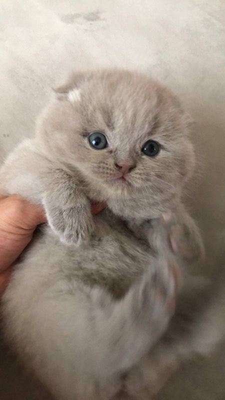 Scottish fold toza nasli