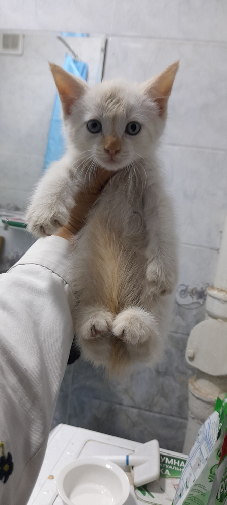 Продаётся скотча страйт с турецкой