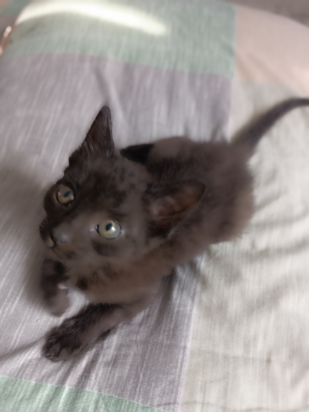 Котят Русская голубая