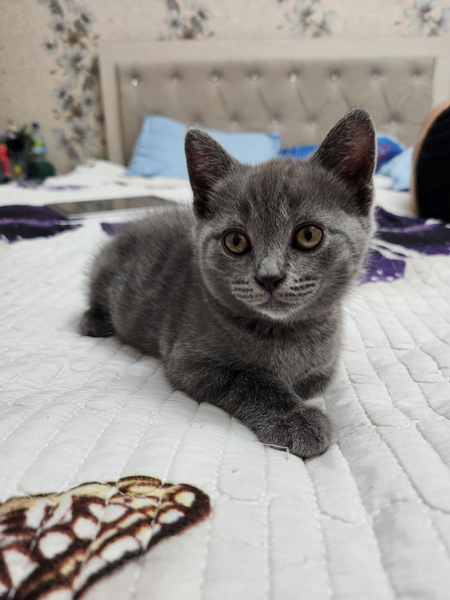 Породистый котенок