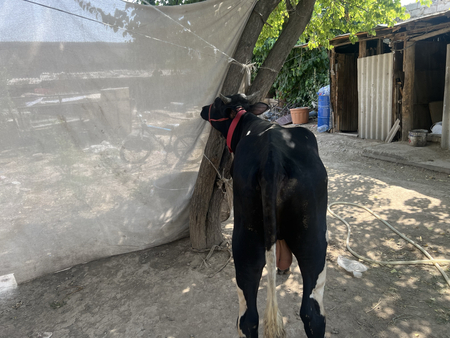 Buqa sotlad  yeg toshmida ishtaxa zor
