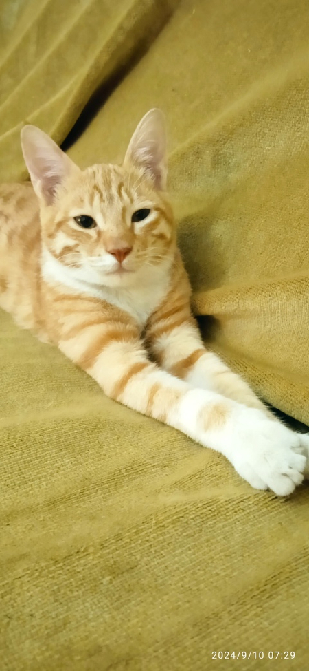 Котёнок бенгальский