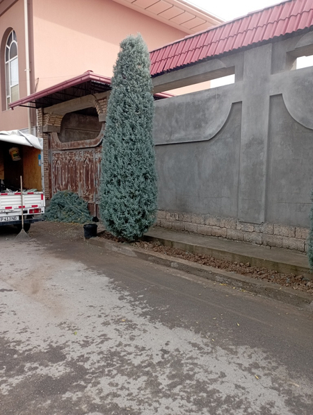 Gazon gazon ekish dorilash xizmati