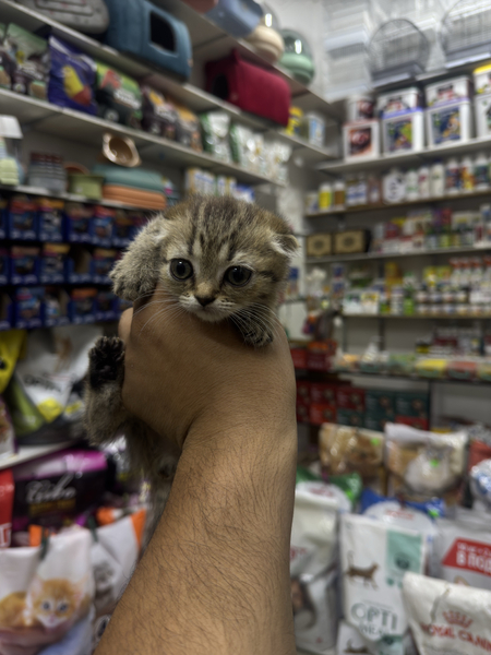Котяти. Скотиш фолд и страйт шиншила