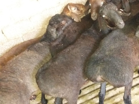 Qo'chqorlar sotiladi