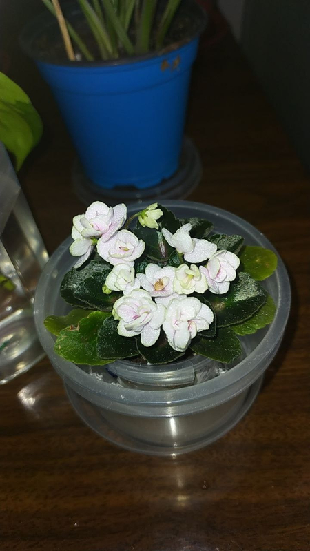 Детки сортовой фиалки Petite Blarney