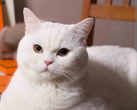 Очень умный Британский Кот