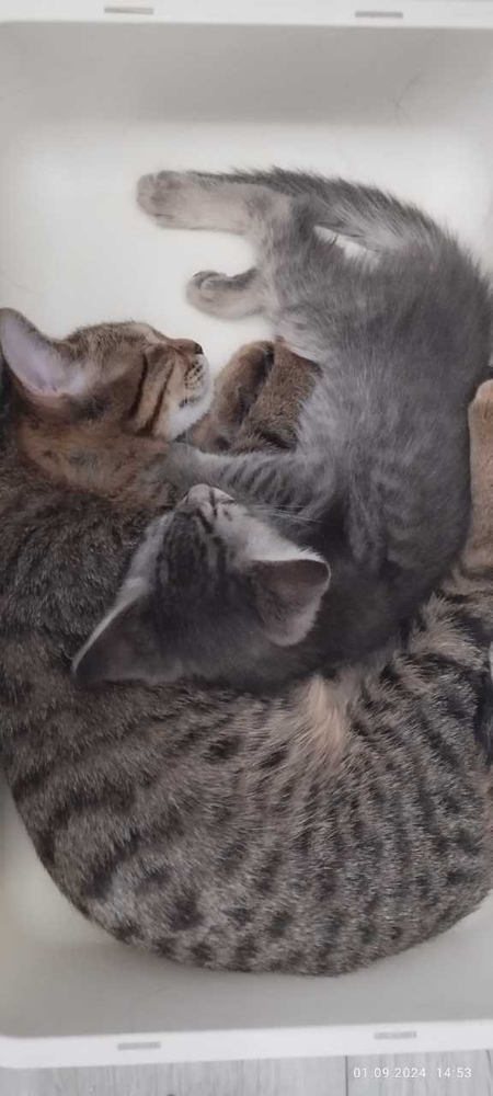 Красивые котятки