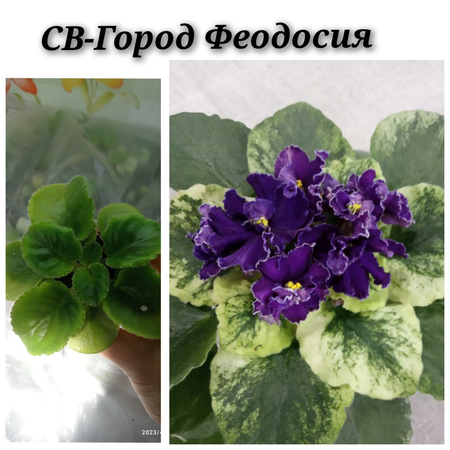 Сортовые фиалки,стартеры