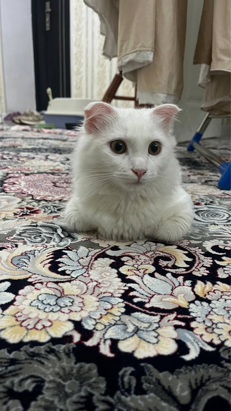 Skotish mushuk sotiladi zotdor