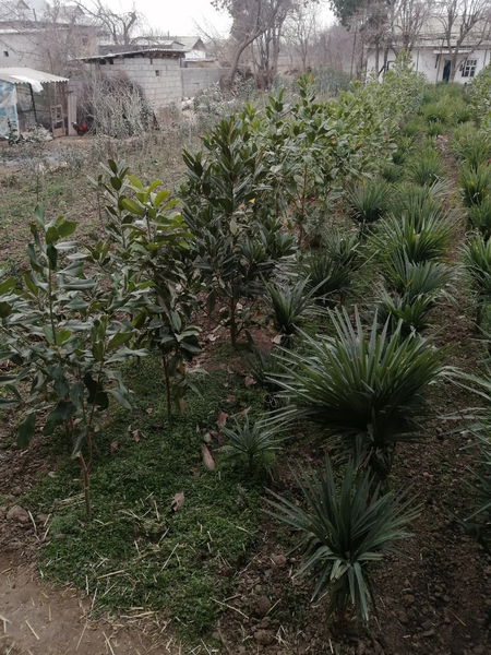 Archa gular Dekarativni