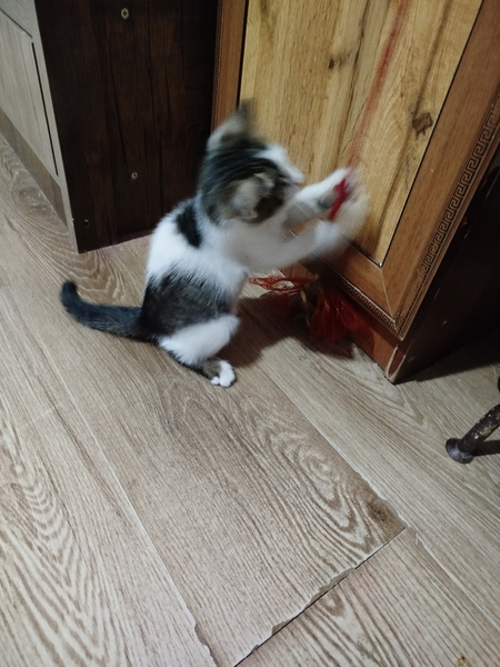 Кошка. Продаются котята.