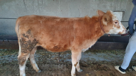 Avlikol gunojin sotiladi