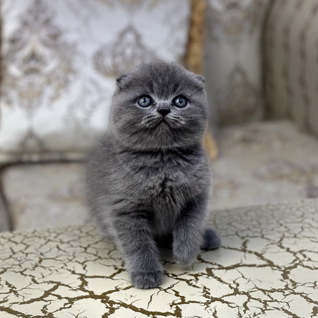 Тедди Элитте фолдики Чистокровные