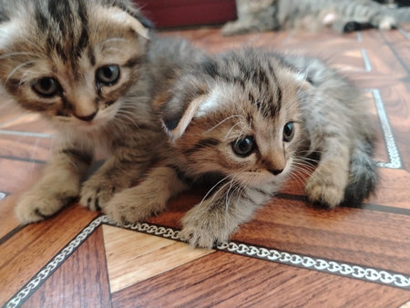 Продаю котёнок. Срочно