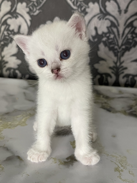 Котята скоттиш страйт/ фолд