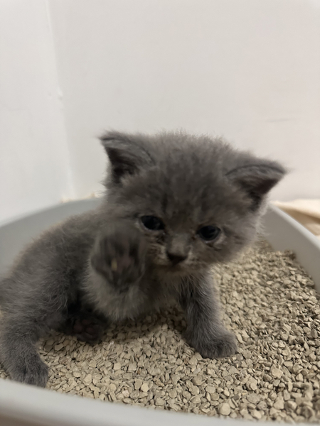 Скотиш страйт 1,5 ойли киз бола.