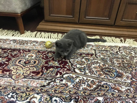 Кошка британской породы