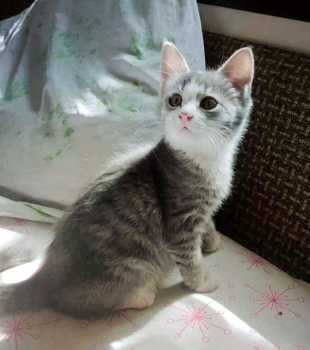 Отдам озорных котят