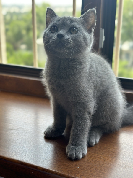 Чистокровные котята.