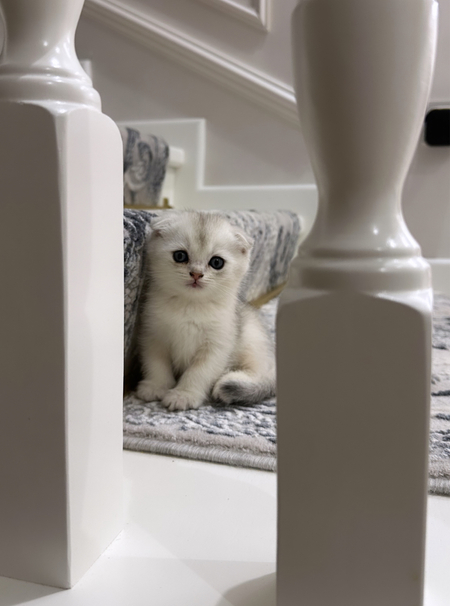 Продаются Котята Британская Шиншилла