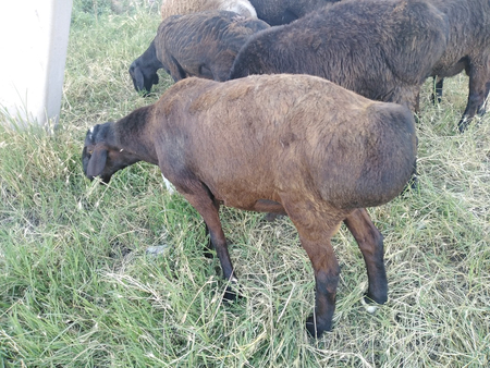 Qochqorla qoy qoylar 25 kgdan 45 kg gacan овца