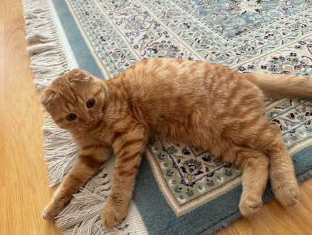 Шотландский Вислоухий кот - Scottish Fold pishiq