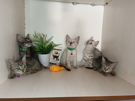 Скоттиш Страйт котята